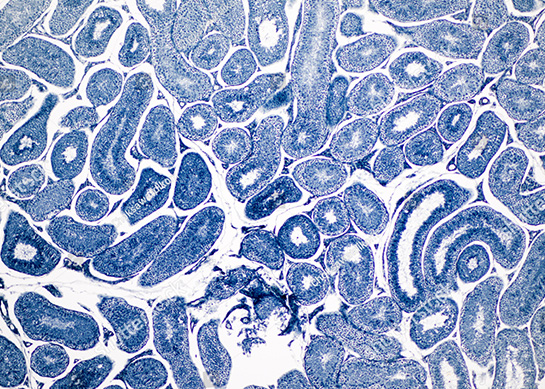 tissue-section1 | Millrock Technology, Inc